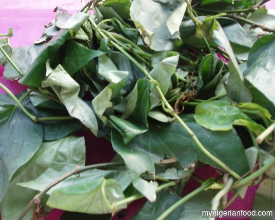 Oha leaves :: Ingredients on My Nigerian Food | My Nigerian Food
