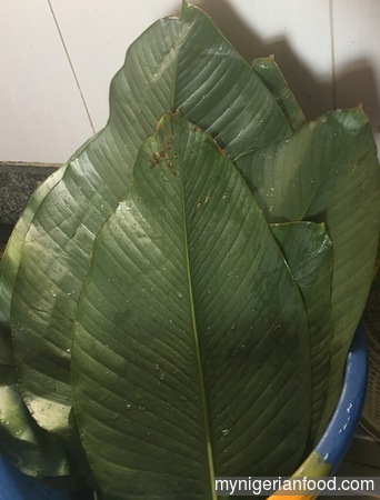 Moi Moi Leaf :: Ingredients on My Nigerian Food | My Nigerian Food